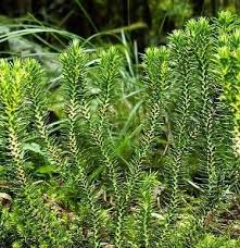 2 Amazing supplements that lifted my daughter’s brain fog [Galantamine ...