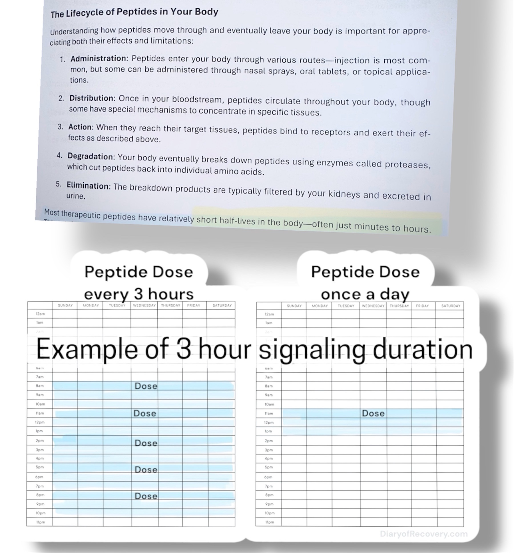 Healing with Peptides – Autism, PANS, ADHD, Allergies, Asthma ...